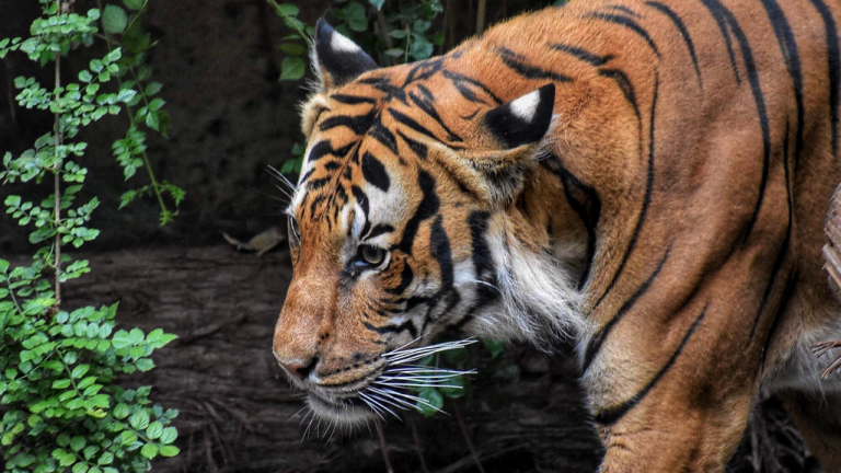 List of Animal Live Cams from Zoos and Aquarium's